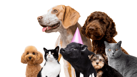 Pet Insurance Canada | Allstate Insurance Canada